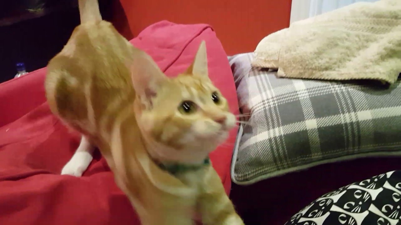 Cat playing fetch - YouTube