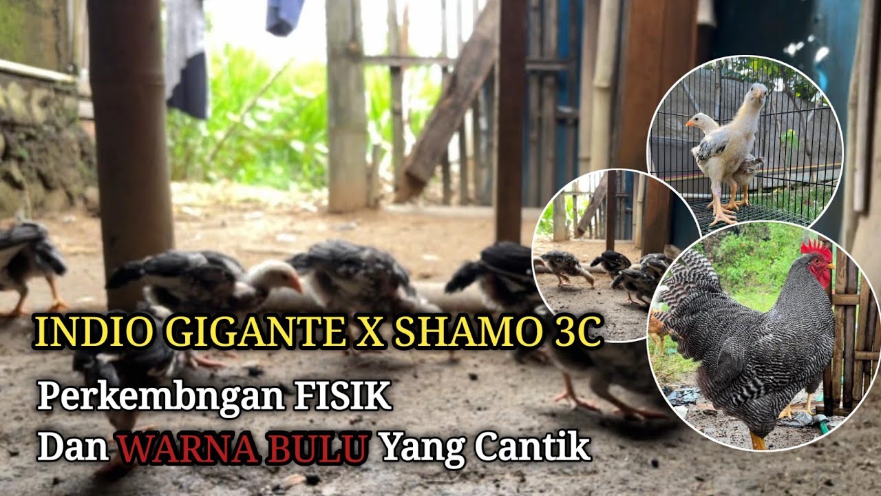 UPDATE TERBARU! Perkembangan Ayam Indio Gigante x Shamo Three Colour ...