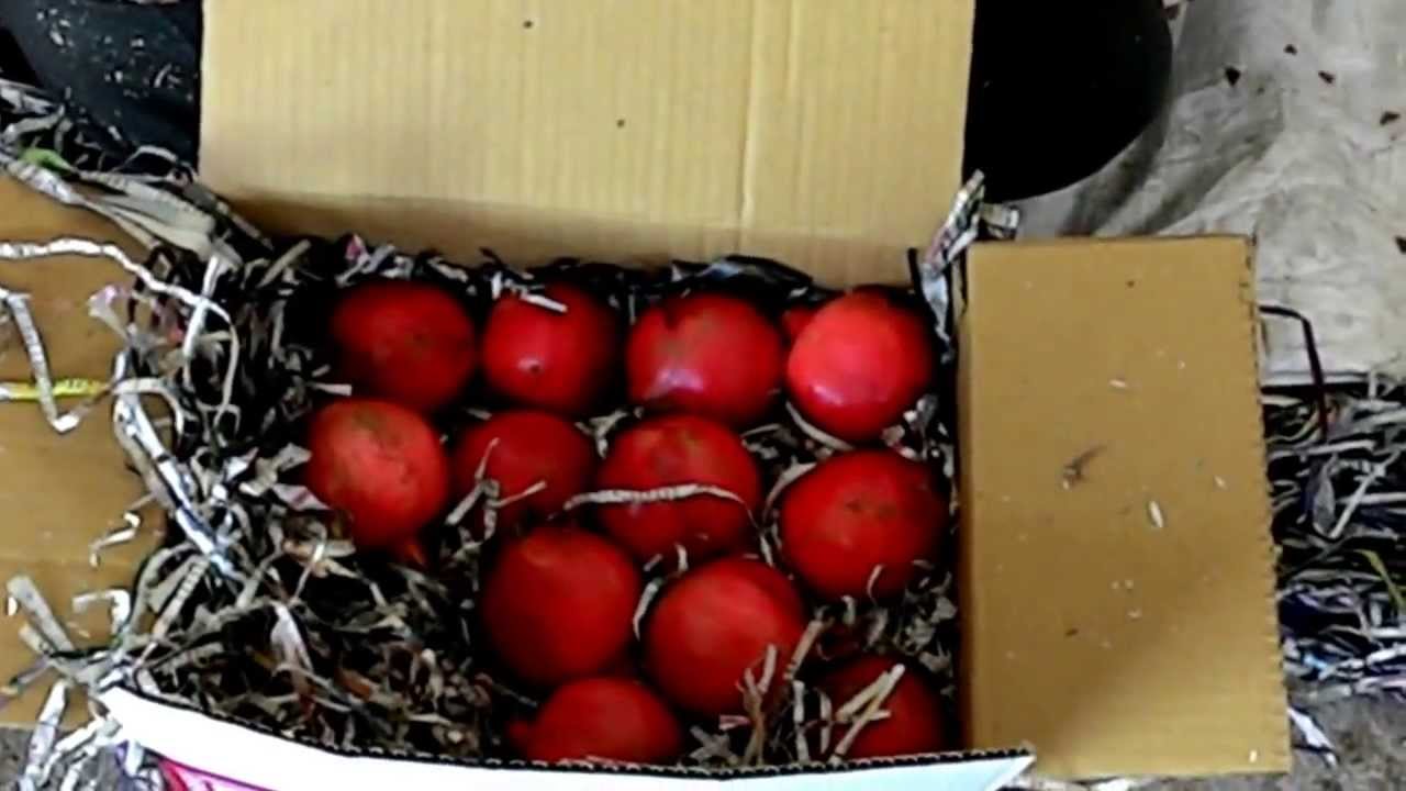 Pomegranate Fruits from Nashik India - How to Pack Fresh Pomegranate ...