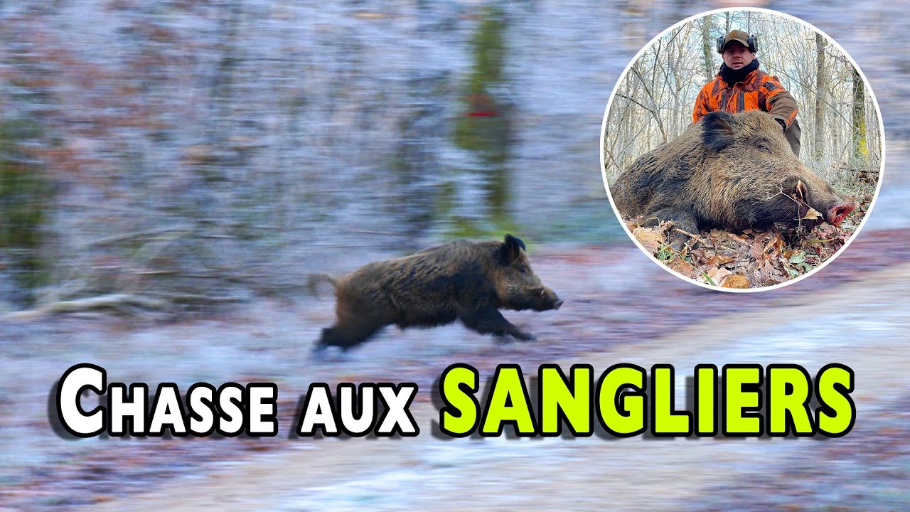 Chasse aux sangliers en forêt d'Arc en Barrois - YouTube
