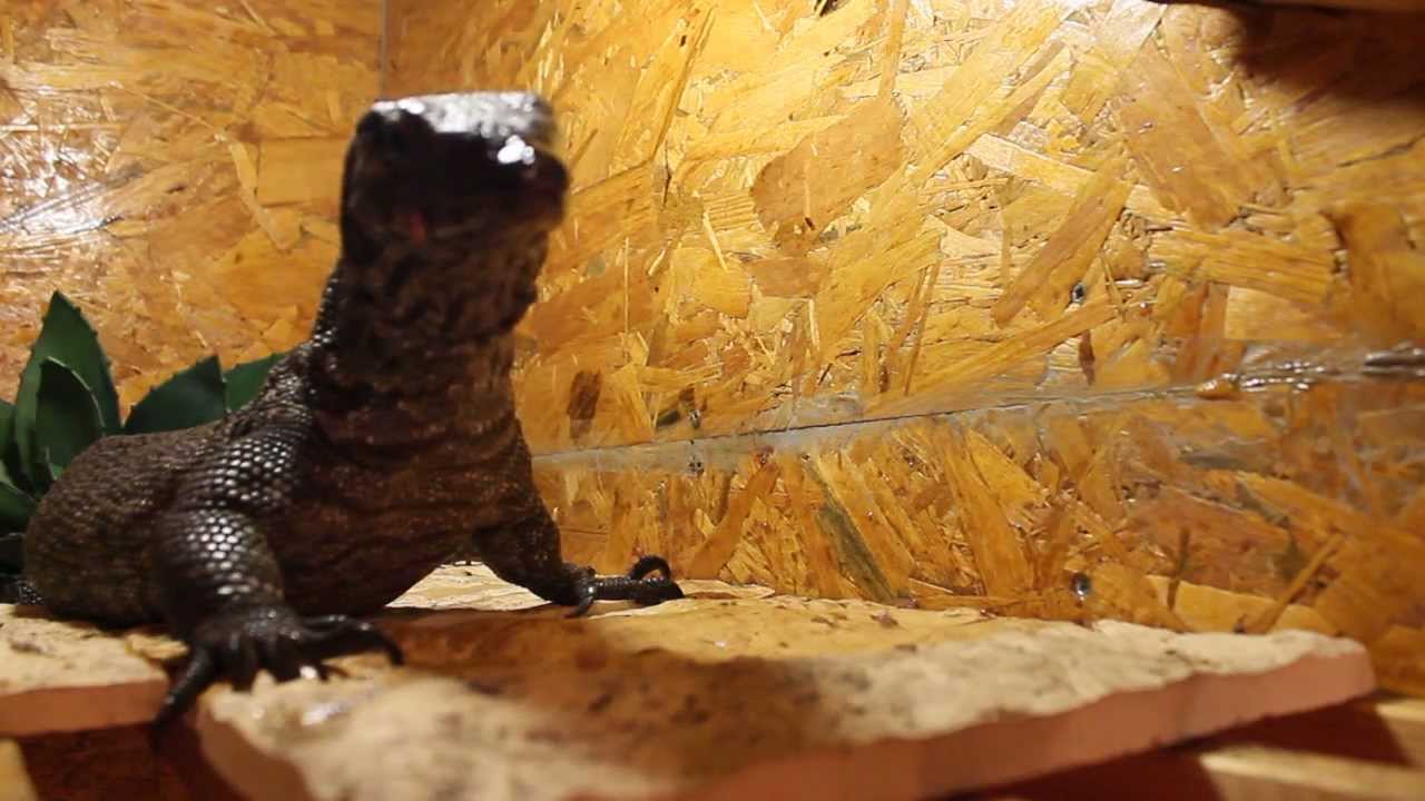 Varanus Dumerili Easter Feeding - YouTube
