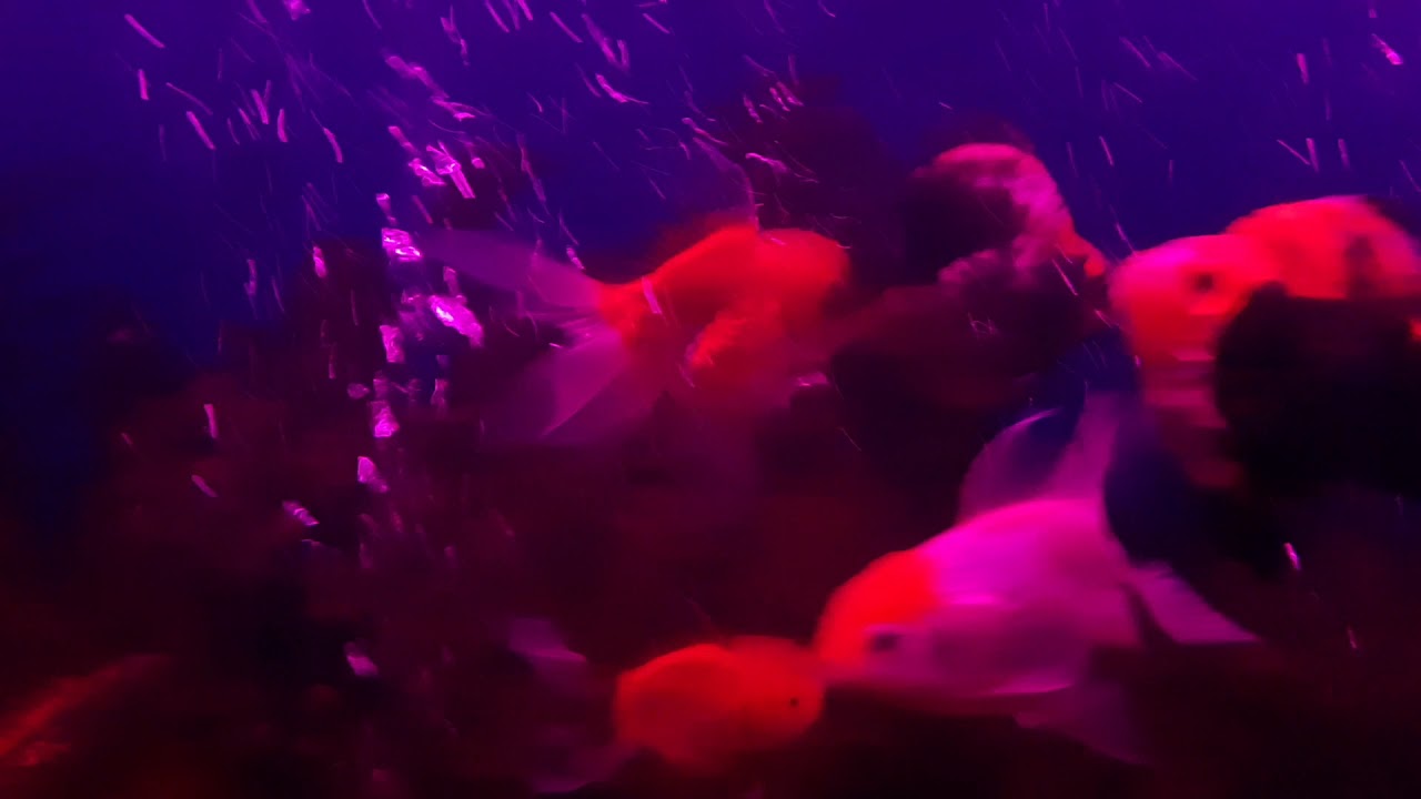 Goldfish spawning.. ready to lay eggs - YouTube