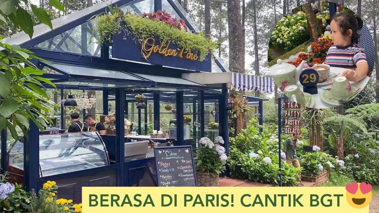 GOLDEN PINE AT ORCHID FOREST CIKOLE SUPER CANTIK! - YouTube