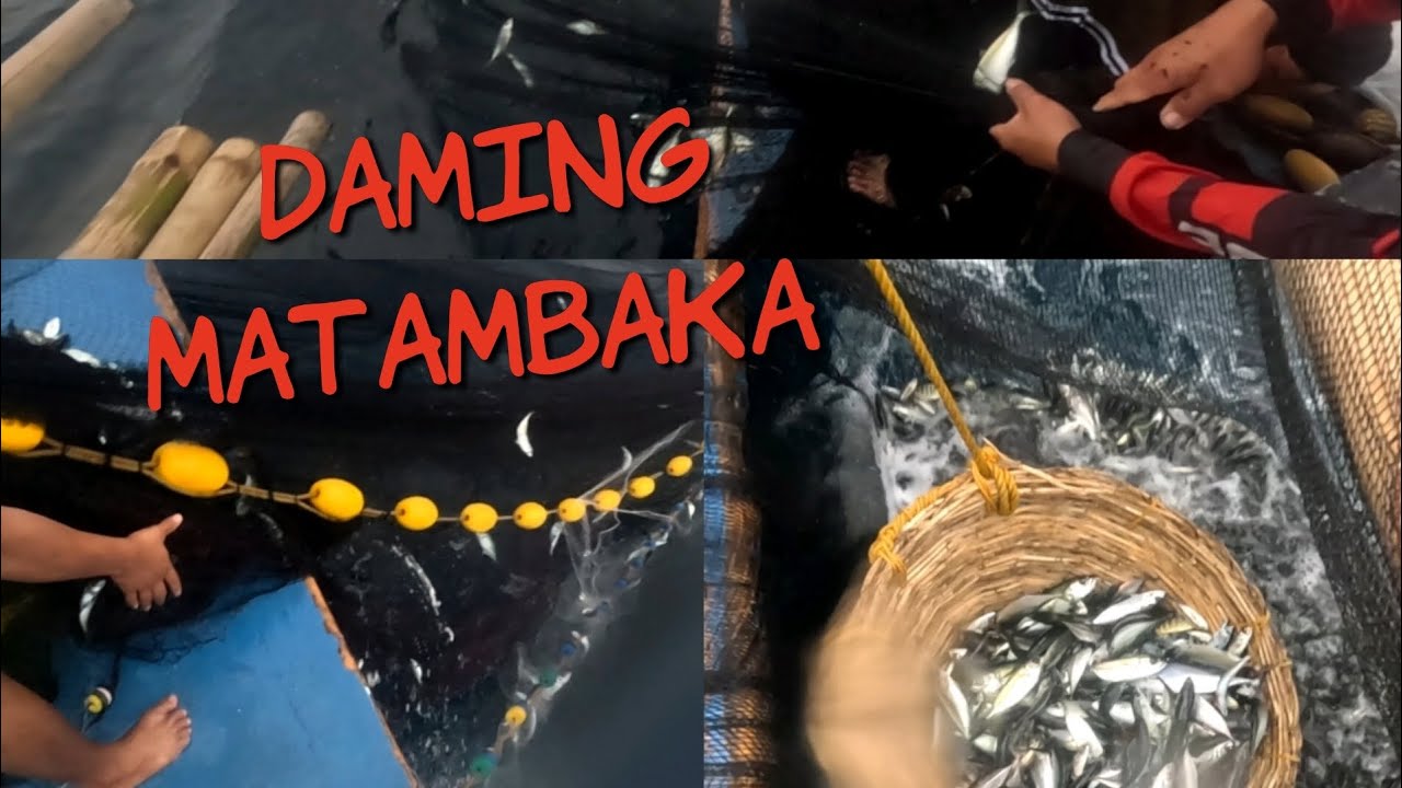 Nagkagulo na ang lahat dahil sa isdang ito|Ang daming"MATAMBAKA" - YouTube