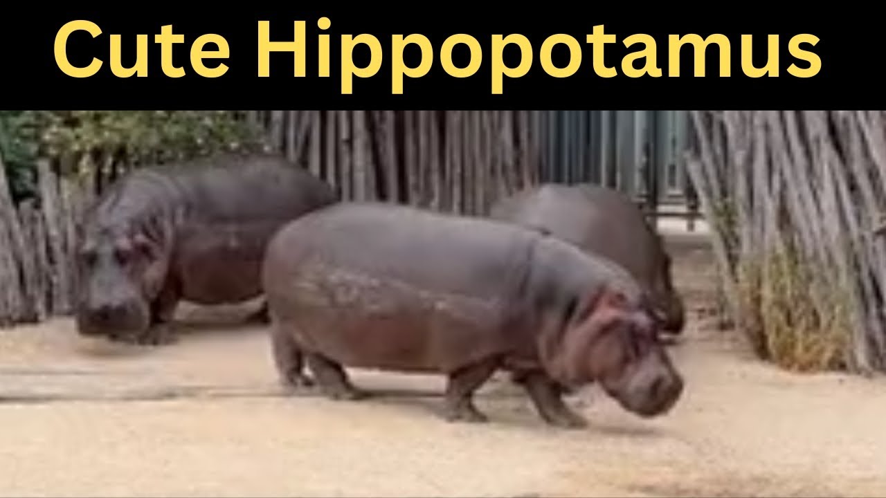 Cute Hippopotamus | Hippo Viral video | Hippo | Viral Video | #viral # ...