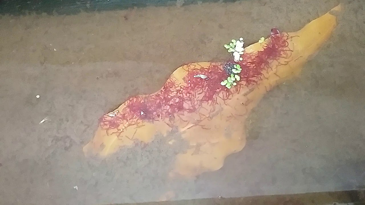 Cacing super bagus buat anakan cupang umur 1,5 sd 2 blan - YouTube