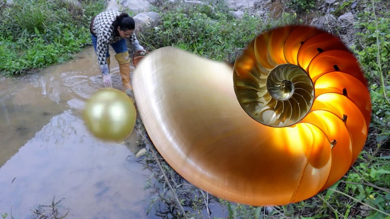 Pry open the sparkling clams and obtain the largest, highest quality ...