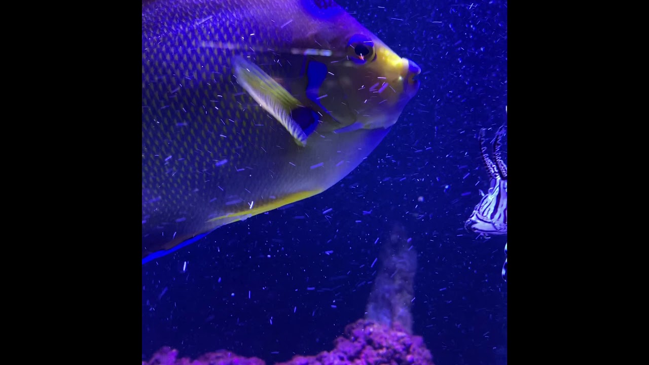Funny Grouper/Lion Fish Hand Feeding Video!!! - YouTube