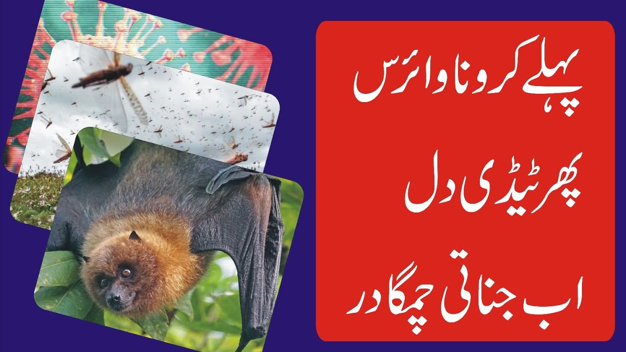 flying fox 🦊 || Flying fox attack on Multan destroys lychee orchards ...