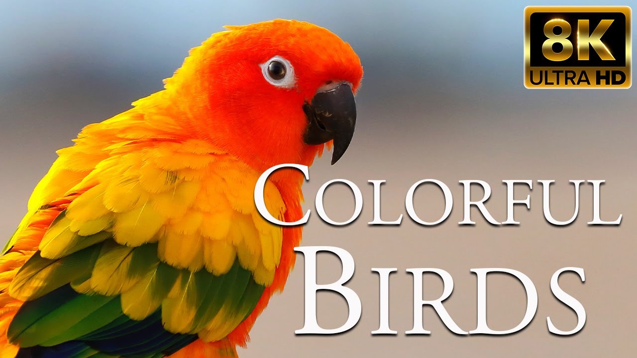 Colorful Birds 8K ULTRA HD | Beautiful Birds In The World | Relaxing ...