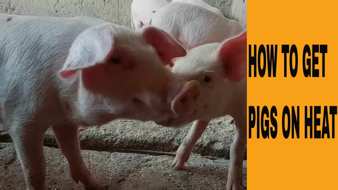 HOW TO GET PIGS ON HEAT!! - YouTube