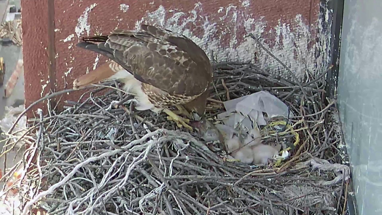 Feeding time for 3rd baby Hawk - Washington Square Park May 3rd 2018 ...
