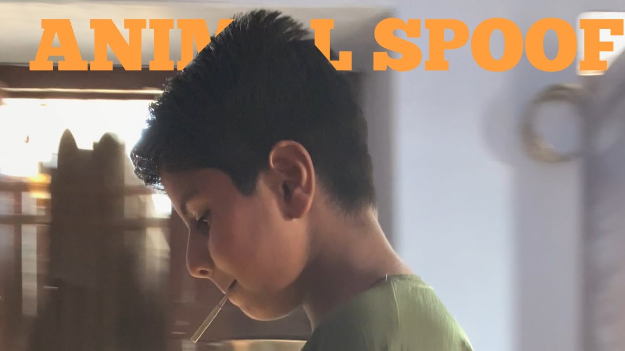 Animal Spoof - YouTube