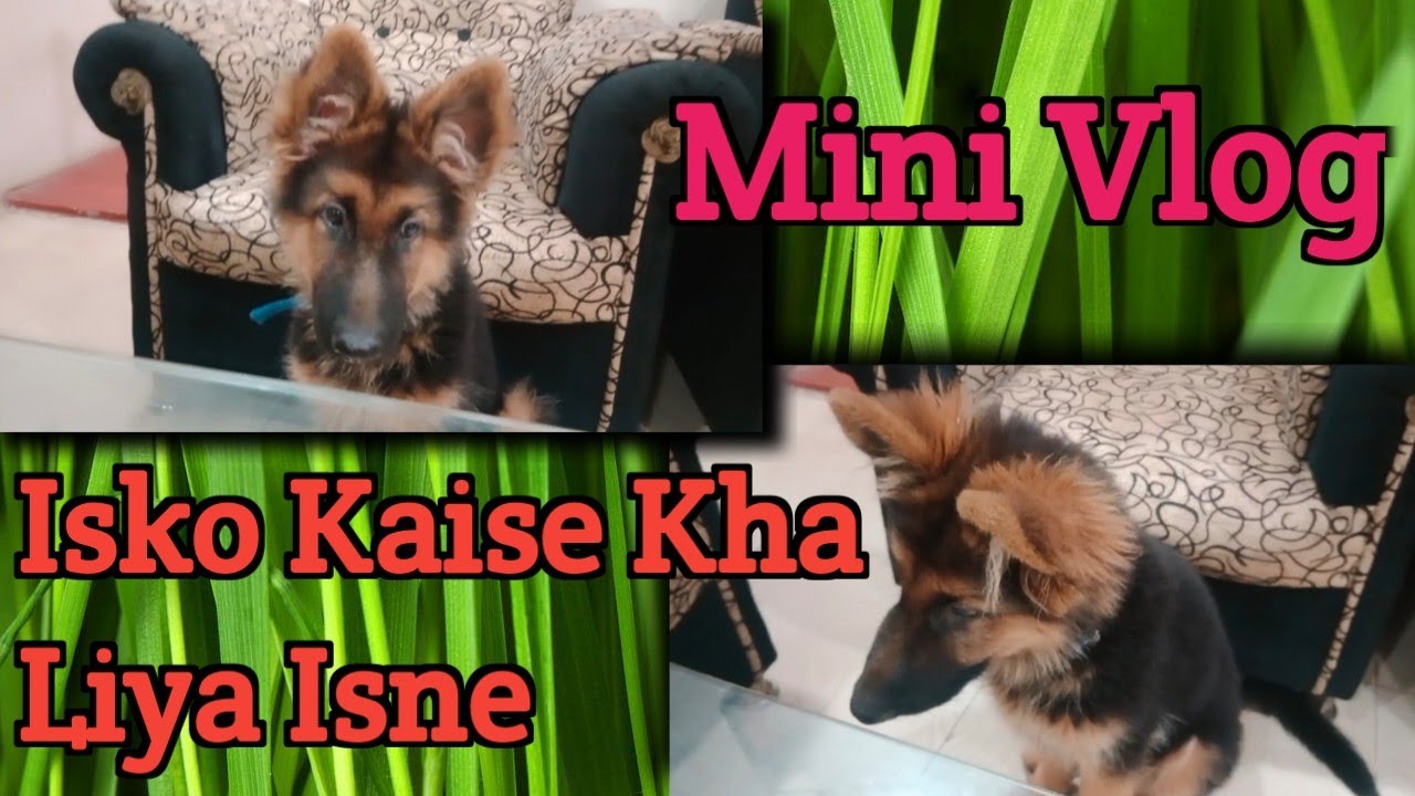 Simba Ne Kya Kha Liya | Mini Vlog | #minivlog #germanshepherd #viralvlogs #vlogs #gsd #doglover ...