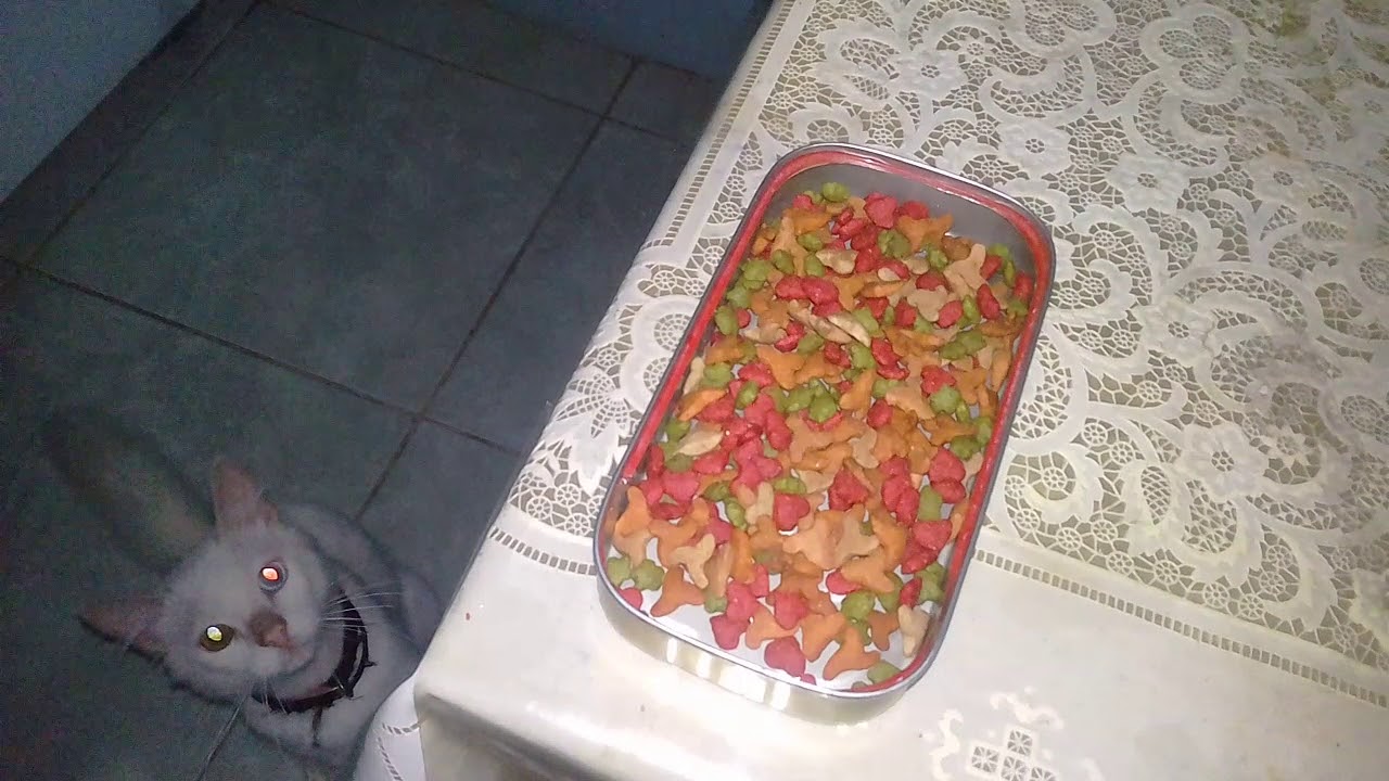 Gato pide su comida - YouTube