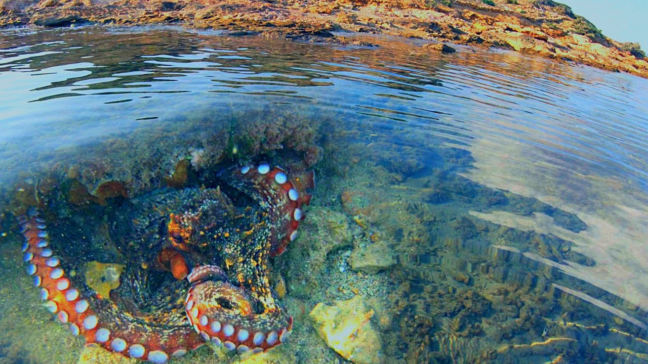 SOLO Island Spear Hunting Big Octopus Found Wild Rabbits On Island ...