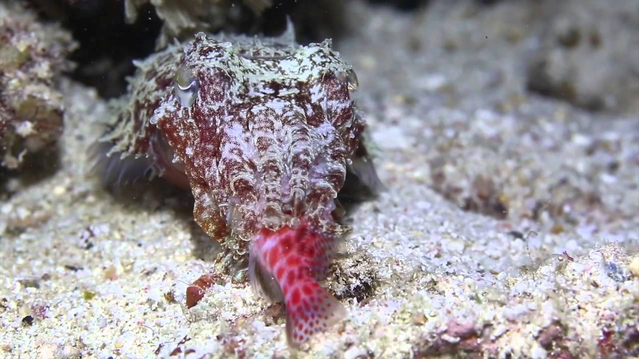cuttlefish eating hawkfish - YouTube