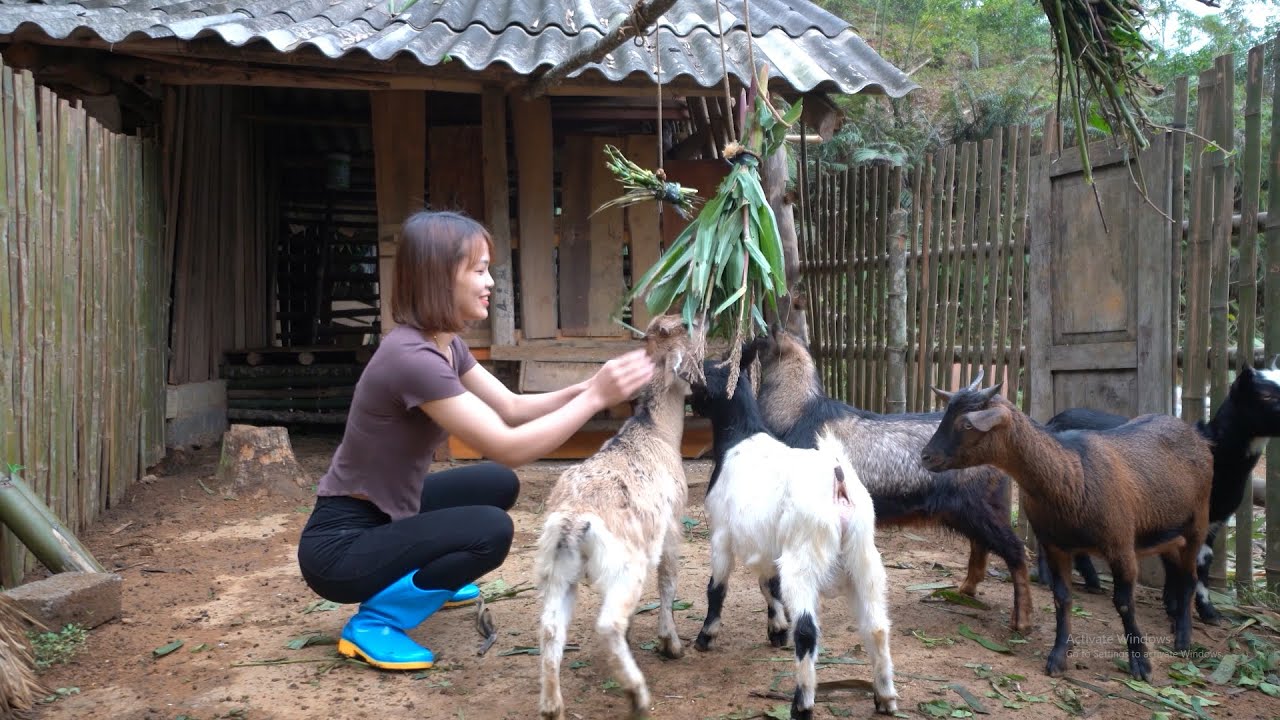 Full Video 90 Day Building Farm Life, Take Care Of The Garden And Raise ...