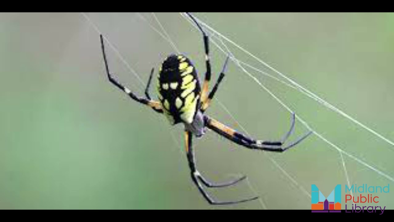 Know Your Local Species - Spiders Pt 2 - YouTube