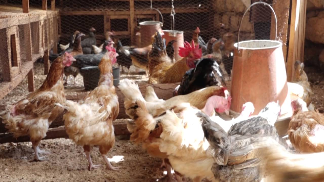 Poultry farming tips - YouTube