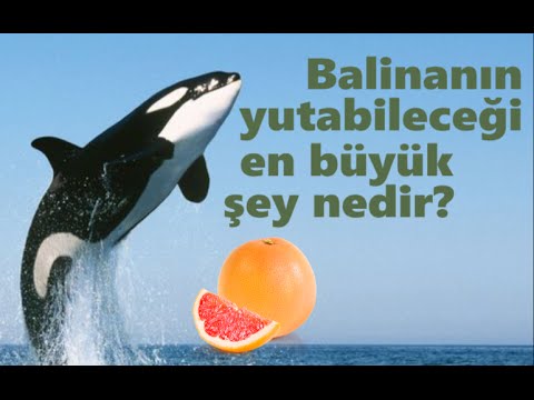 Balinanın yutabileceği en büyük şey, çok ufakmış!!