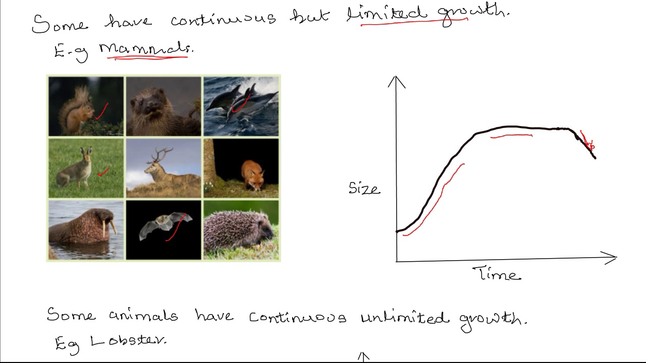 Growth and development in animals introduction - YouTube