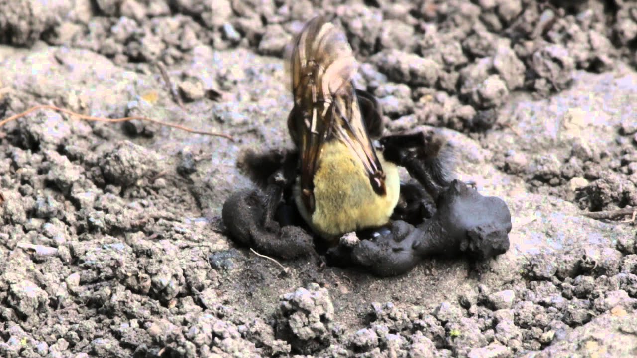 Hibiscus Bee (Ptilothrix bombiformis) - YouTube