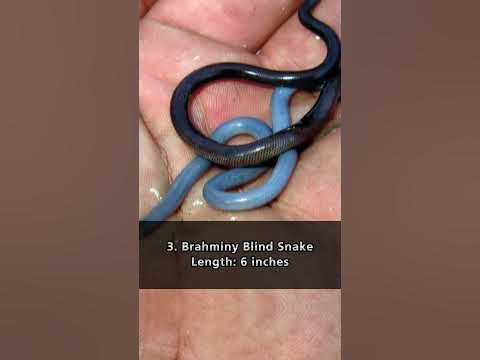 Top 5 Smallest Snakes in the World: A Fascinating Look at Nature’s Tiny ...