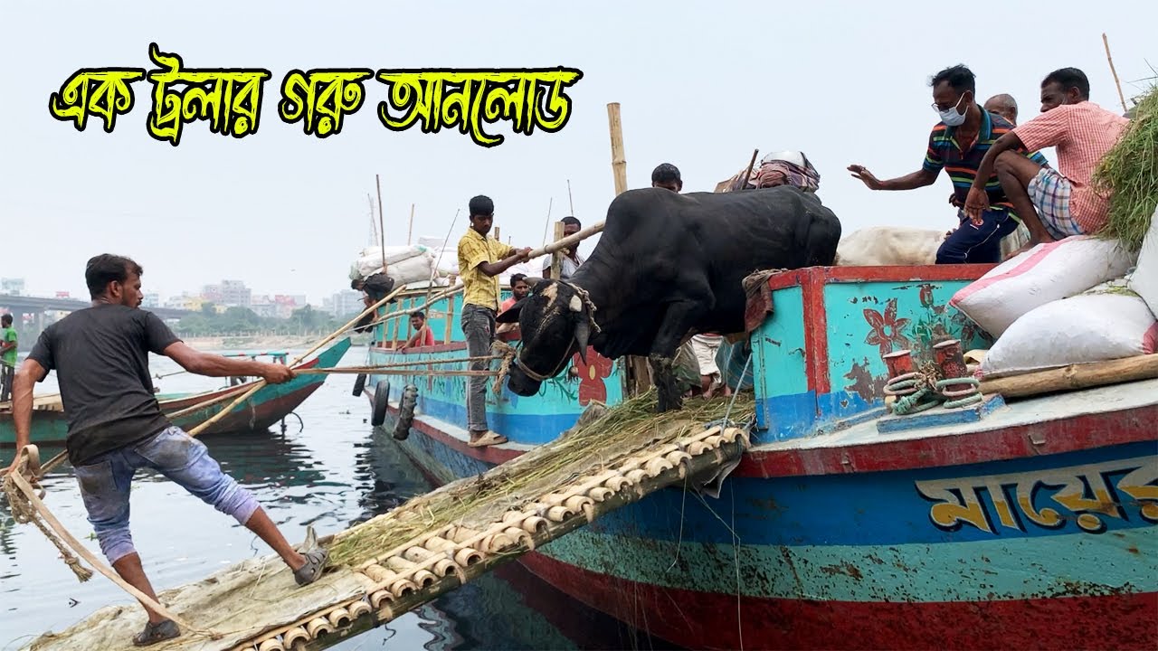 কিভাবে দড়ি টেনে টেনে গরু গুলো নামানো হচ্ছে | Postogola Shoshan Ghat ...