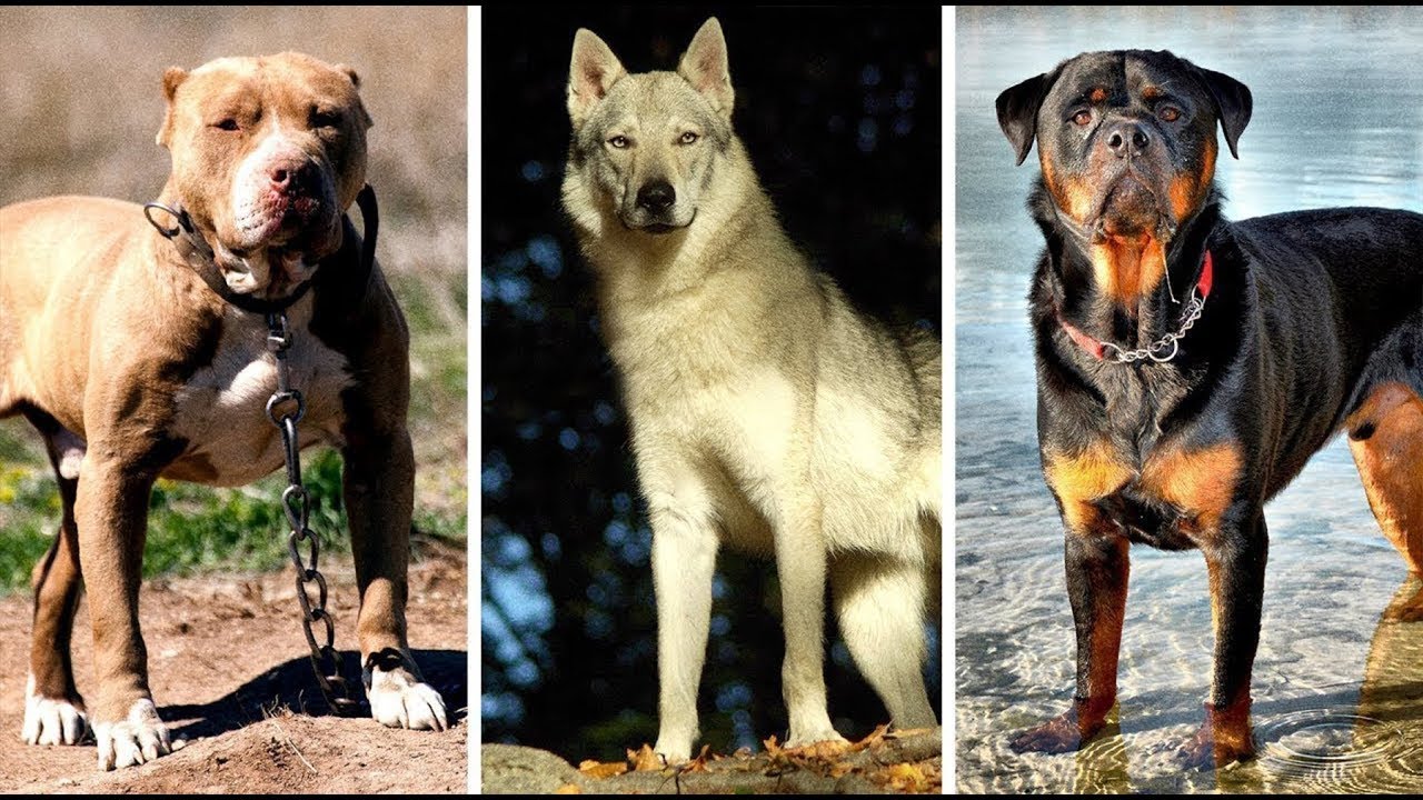 You Need To Stay Away From These 10 Dog Breeds, Here Is Why. - YouTube