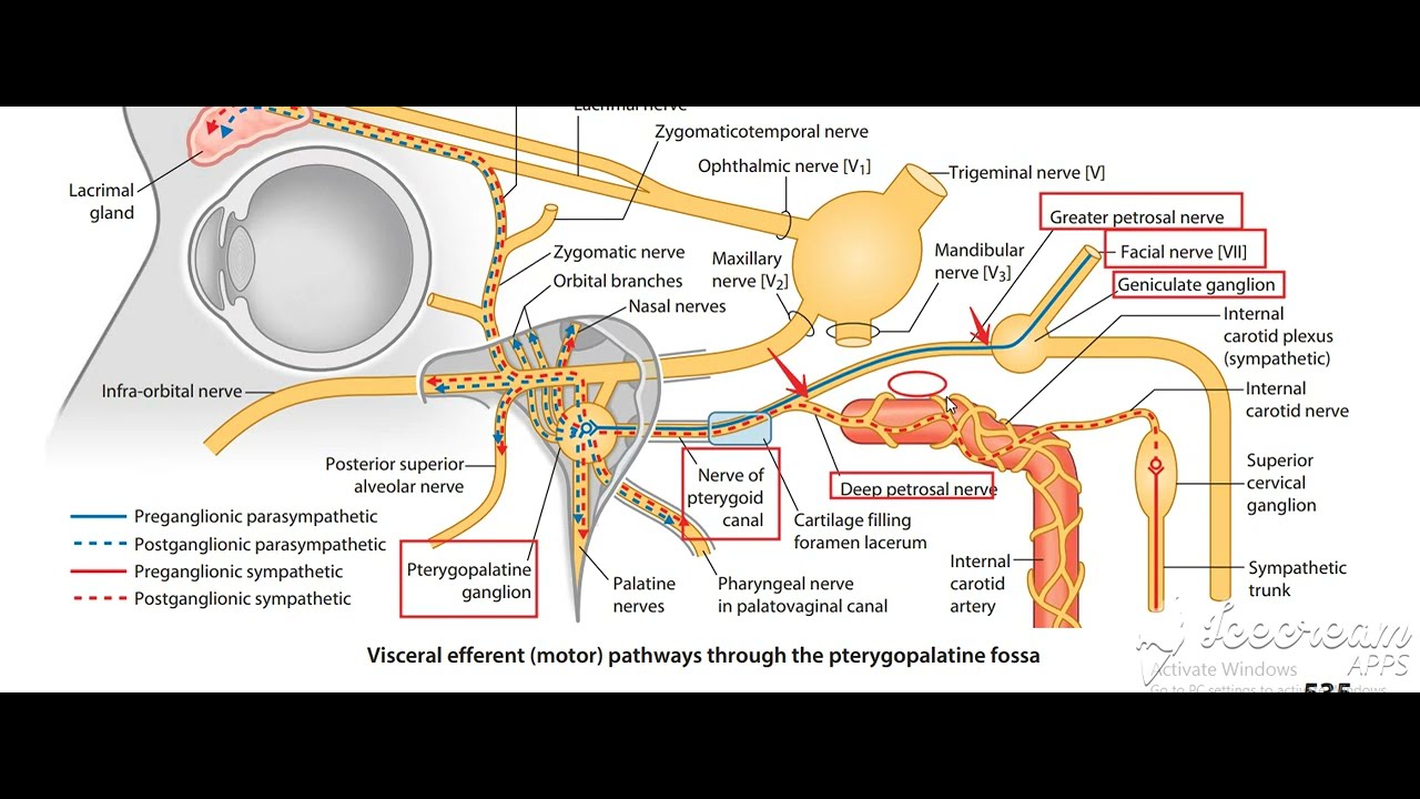 Carotid Canal And Foramen Lacerum