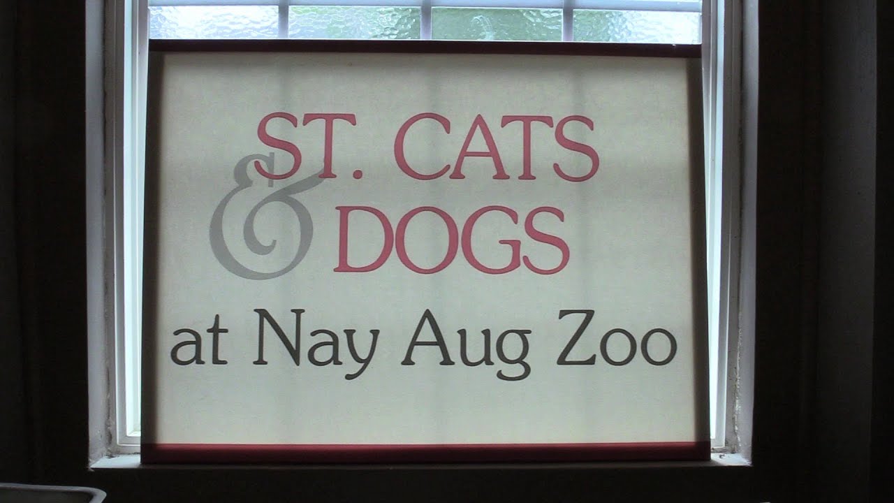 St. Cats & Dogs at Nay Aug Zoo Scranton - YouTube