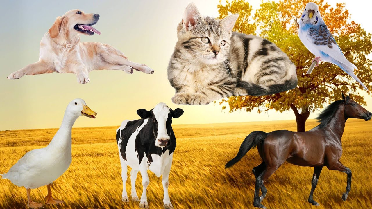 Real animal sounds - cats, parrots, dogs, horses, cows, ducks - YouTube