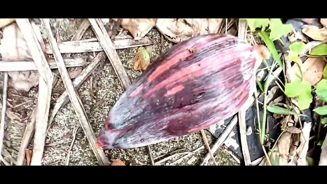 huli nangnakaw nang puso nang saging - YouTube