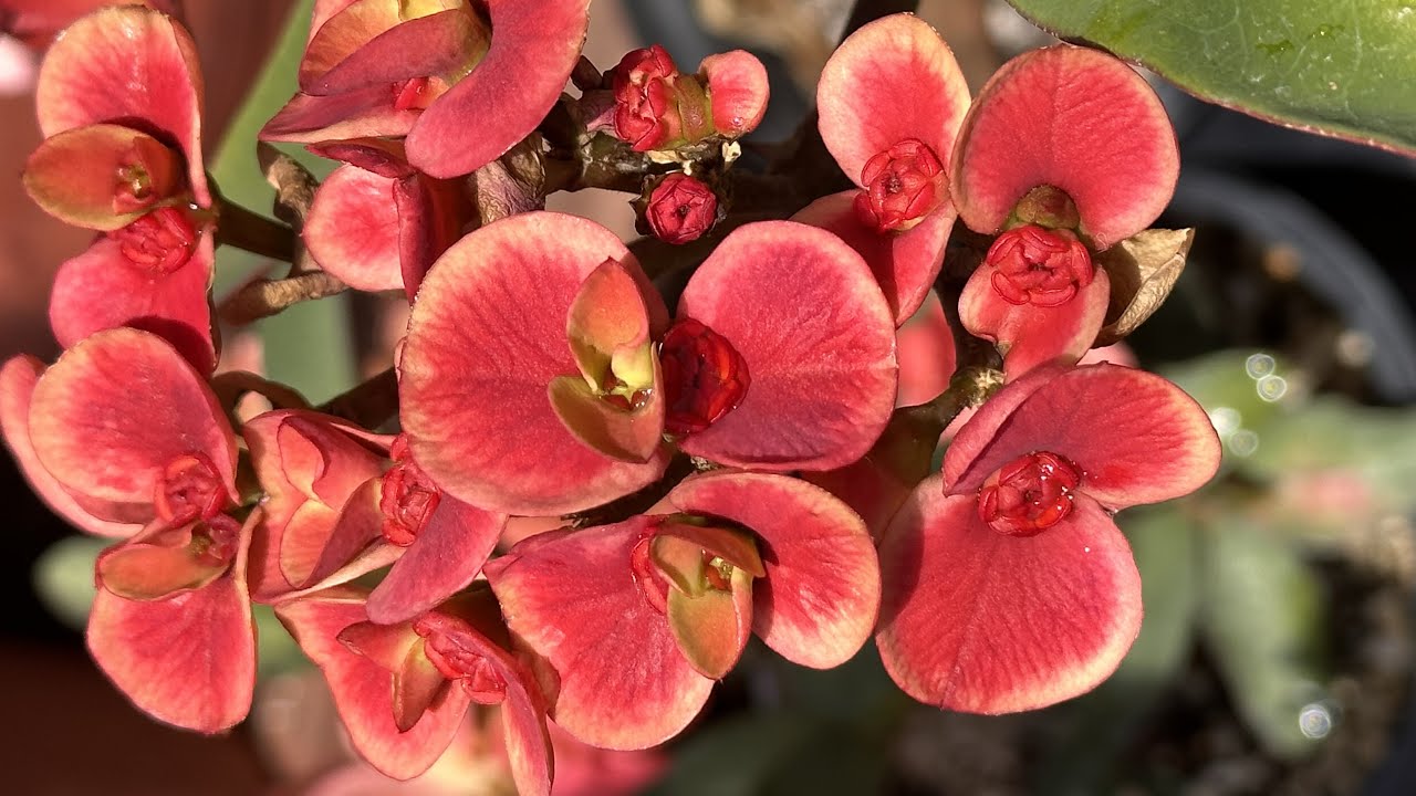 Mejorando la calidad de la imagen - YouTube