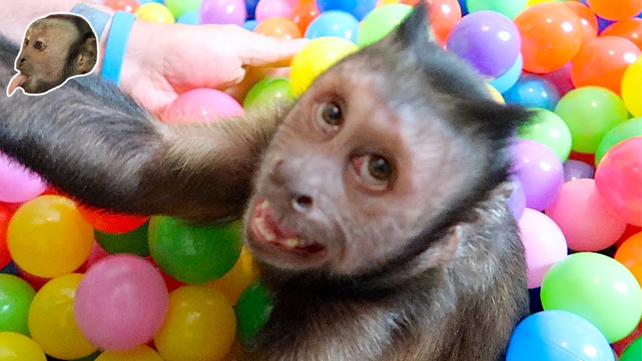 Capuchin Monkey Playroom Party! - YouTube
