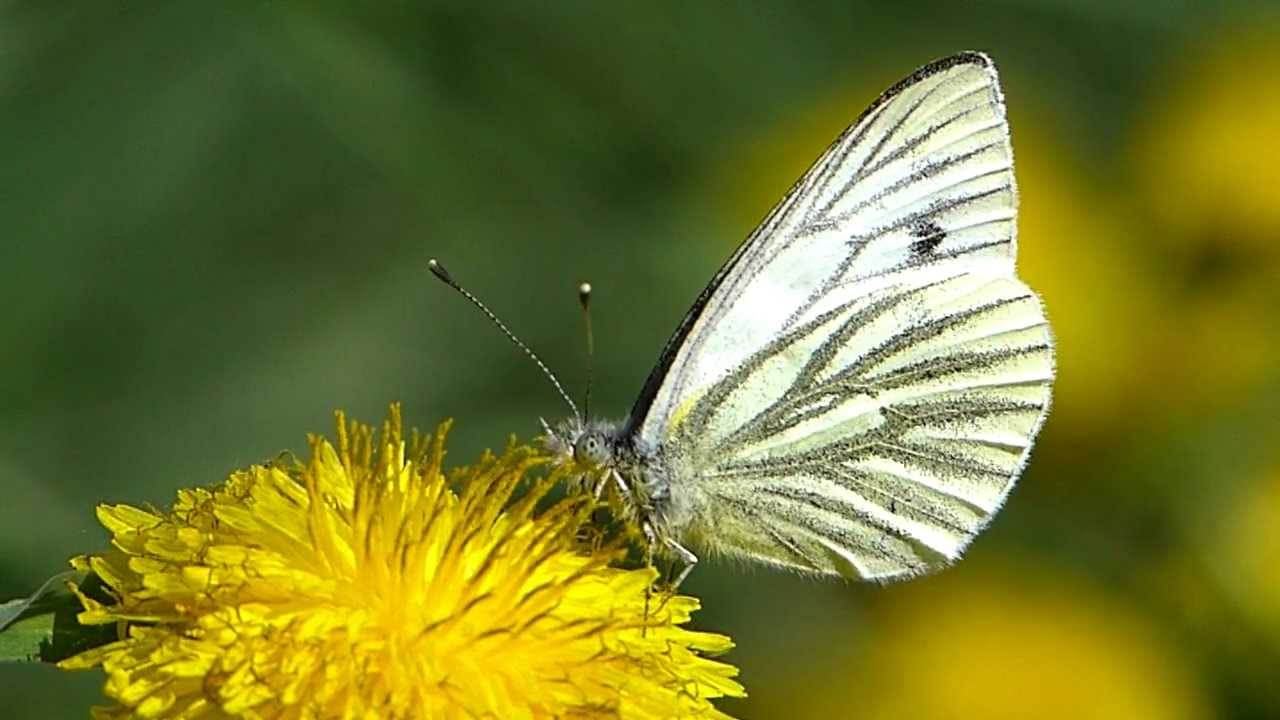 Spring Butterflies - YouTube
