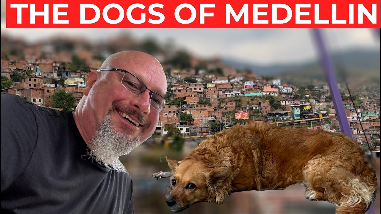 We found dogs EVERYWHERE in Medellín (Colombia) - YouTube