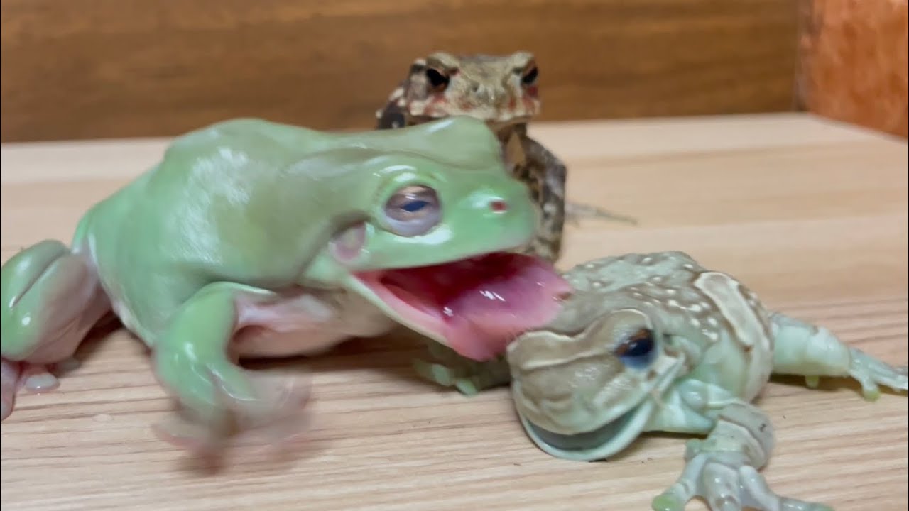 It should be fun ... Frog dinner! [Frogs and toads] Frog eat - YouTube
