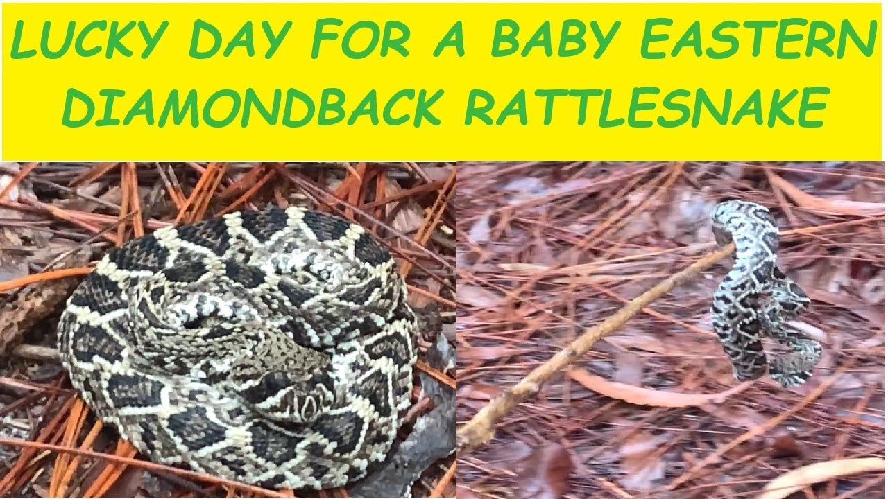 Giving a Baby Eastern Diamondback an Assist - YouTube