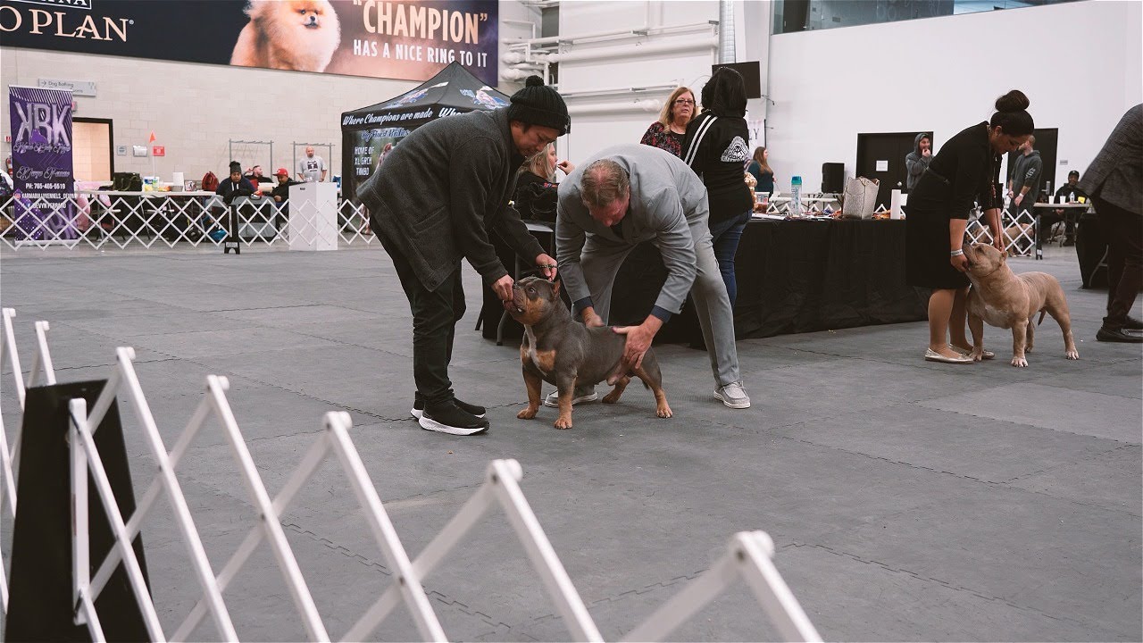 ABKC CH TANK AT ABKC PURINA FARMS 2023 - YouTube