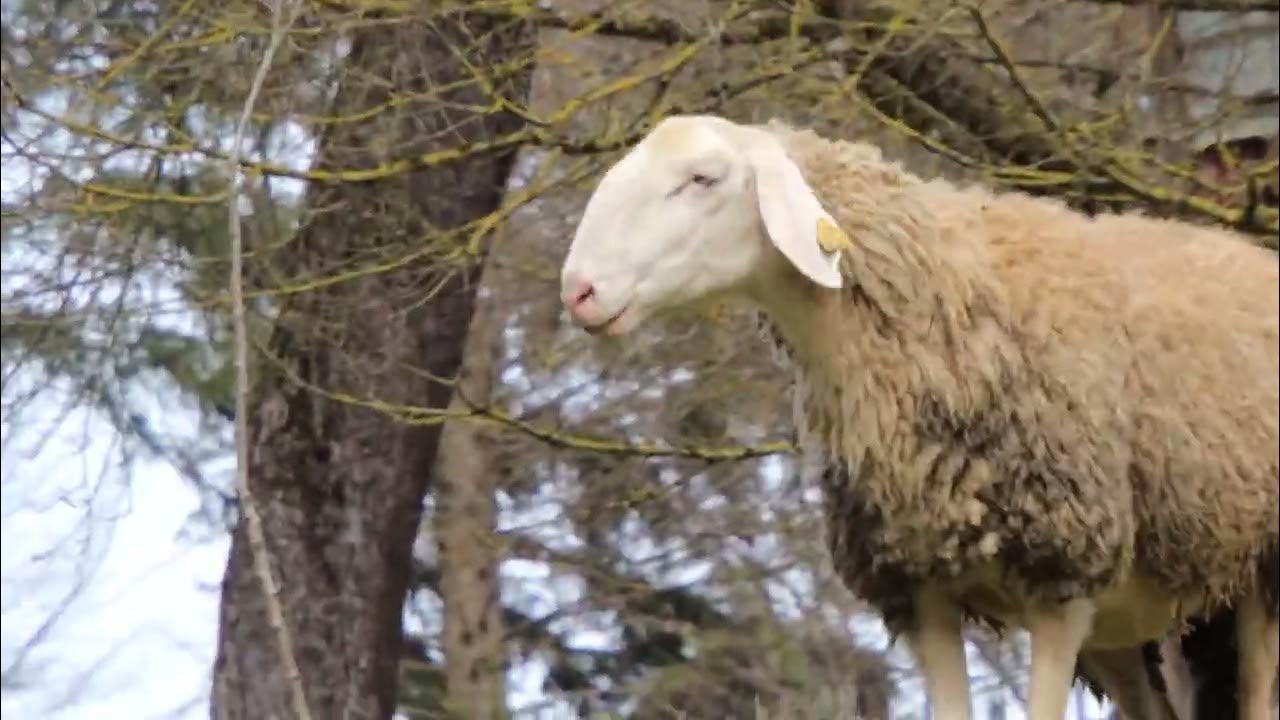 2023-03-23 OTOK Cerkniško jezero ARTIODACTYLA Ovis aries DOMAČA OVCA - YouTube