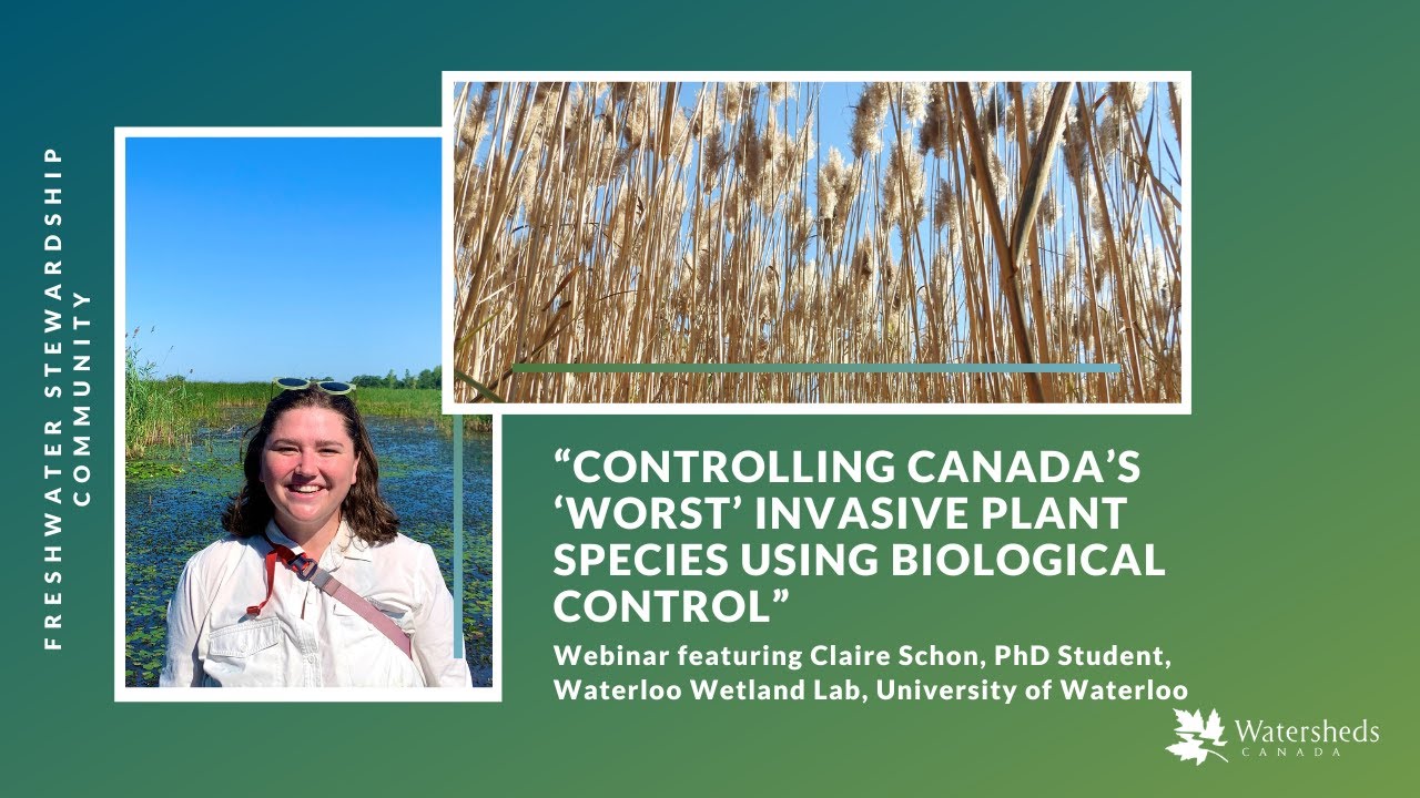 "Controlling Canada's 'worst' invasive plant species using bio-control ...