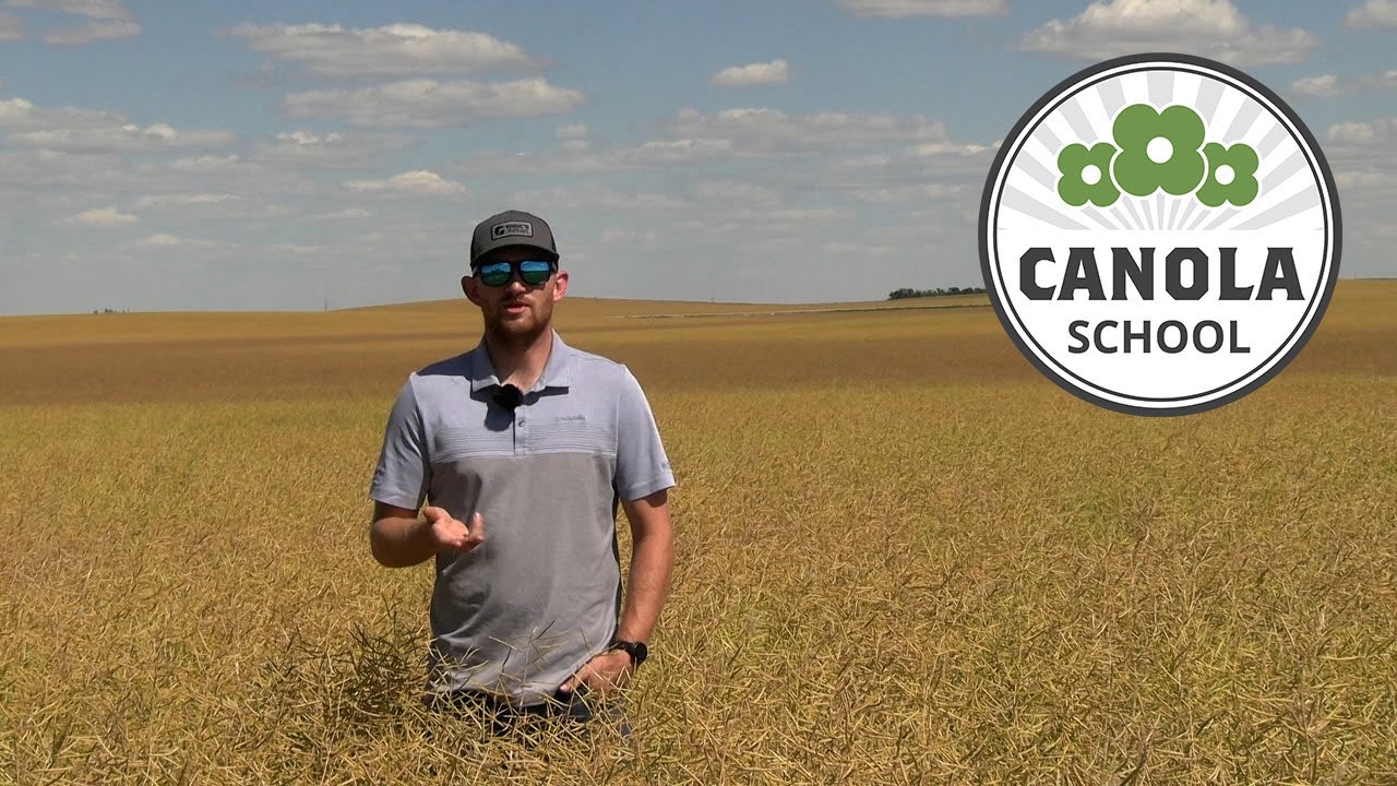 Canola School: Scouting for lygus bugs and diamondback moth - YouTube