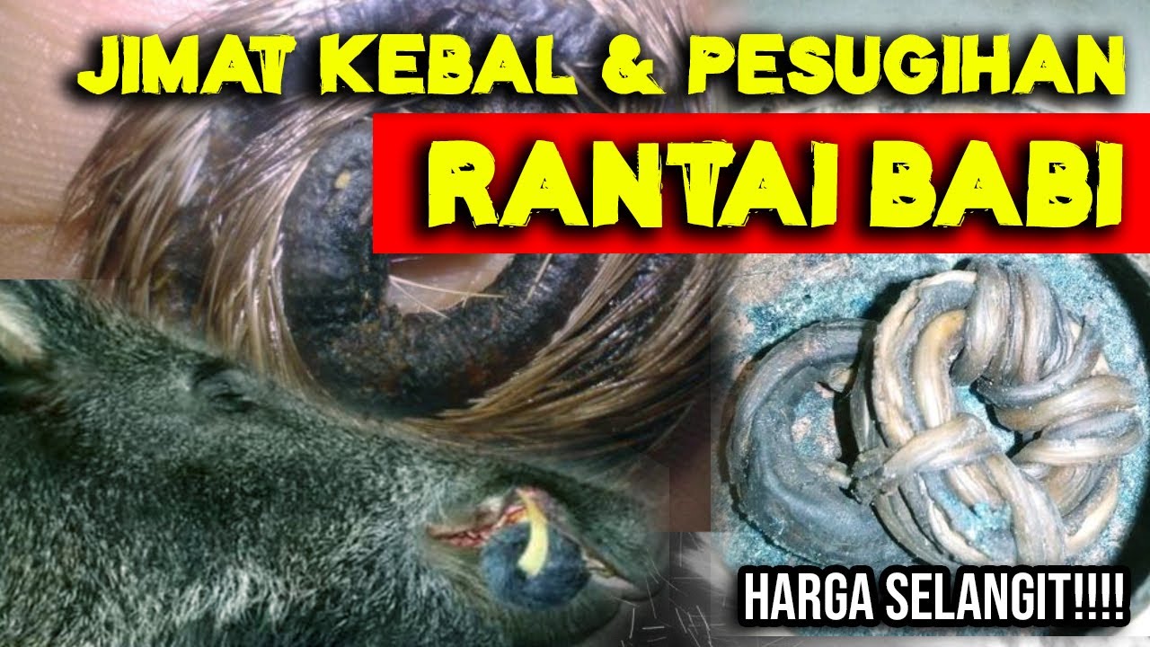 MENGERIKAN!!! MUSTIKA RANTAI BABI ASLI DAYAK || JIMAT KEBAL DAN ...