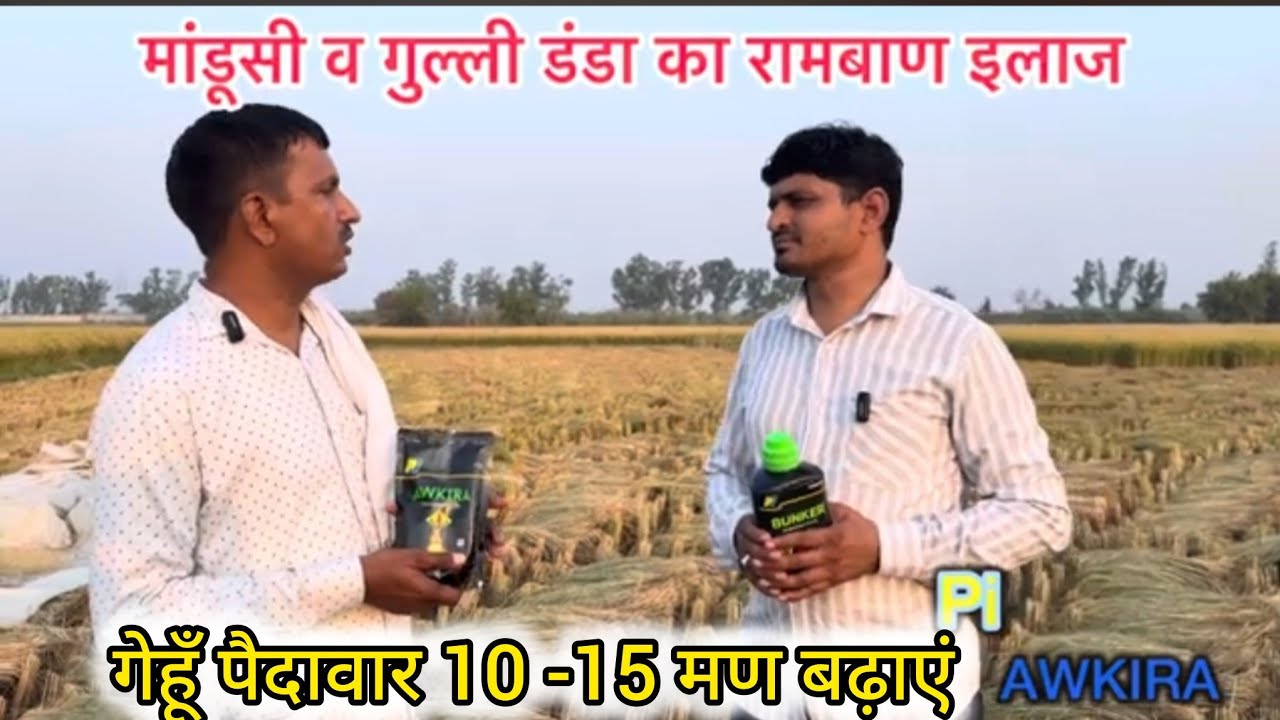 गेहूँ में मांडूसी या गुल्ली डंडा का रामबाण इलाज #pi कम्पनी की #Awkira # ...