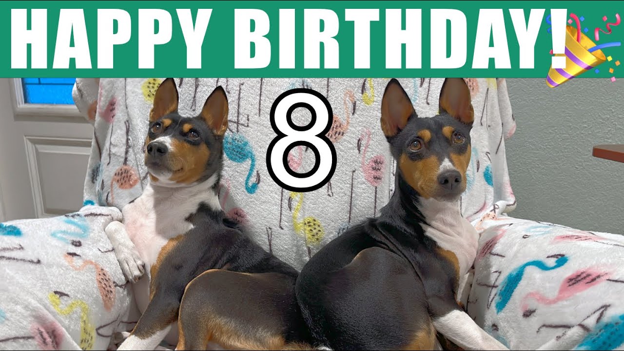 Basenji Birthday! --- Zinga and Zulu are EIGHT! - YouTube