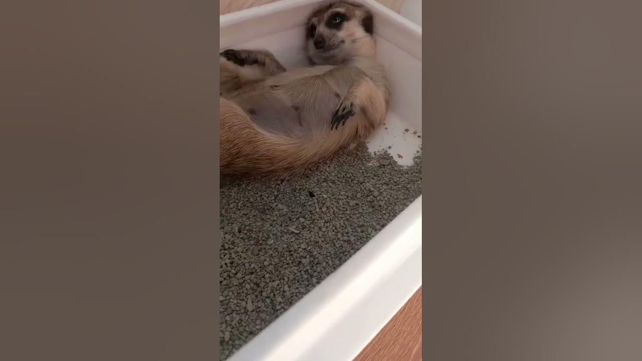 Отстань старушка я в печали 😂 Shorts Youtube
