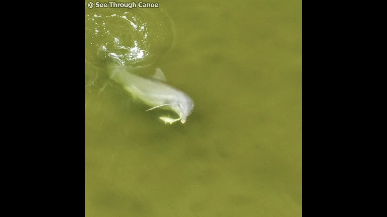 Drone footage of a Long Intense Chase. Dolphin chasing a fish. - YouTube