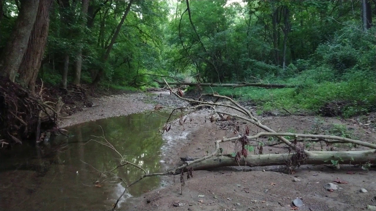 Cicada Sounds of Summer - YouTube